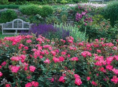 How flowering plants conquered the world – Syrian Times